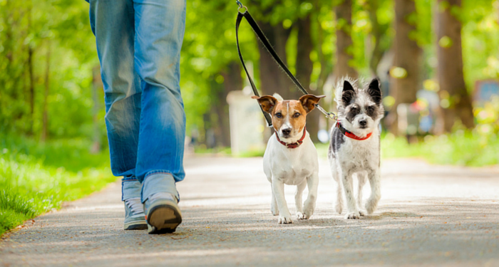 Strolling Your Dog: Etiquette On The Leash – Destin Pet Friendly – Why ...